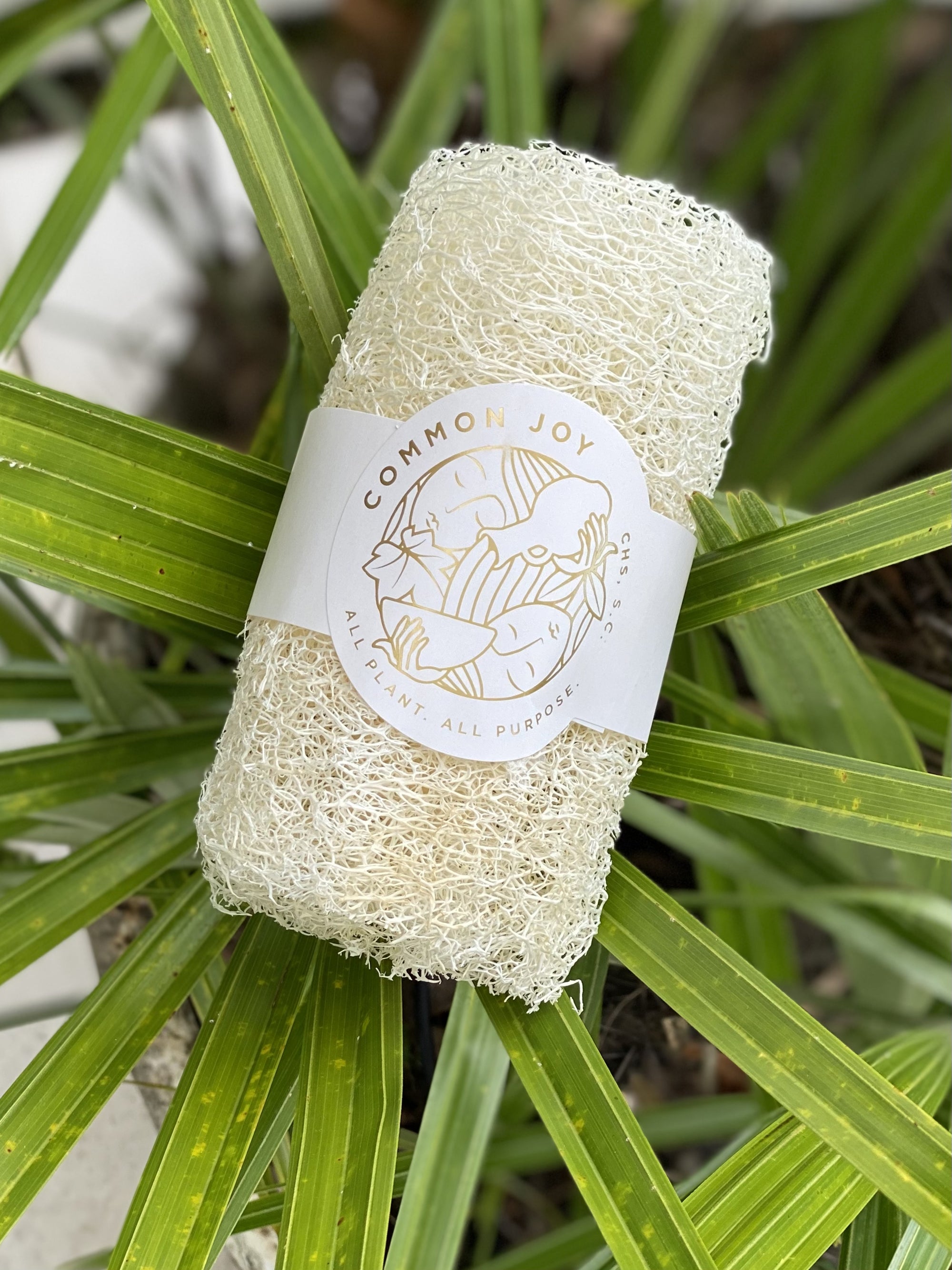 Luffa Sponge